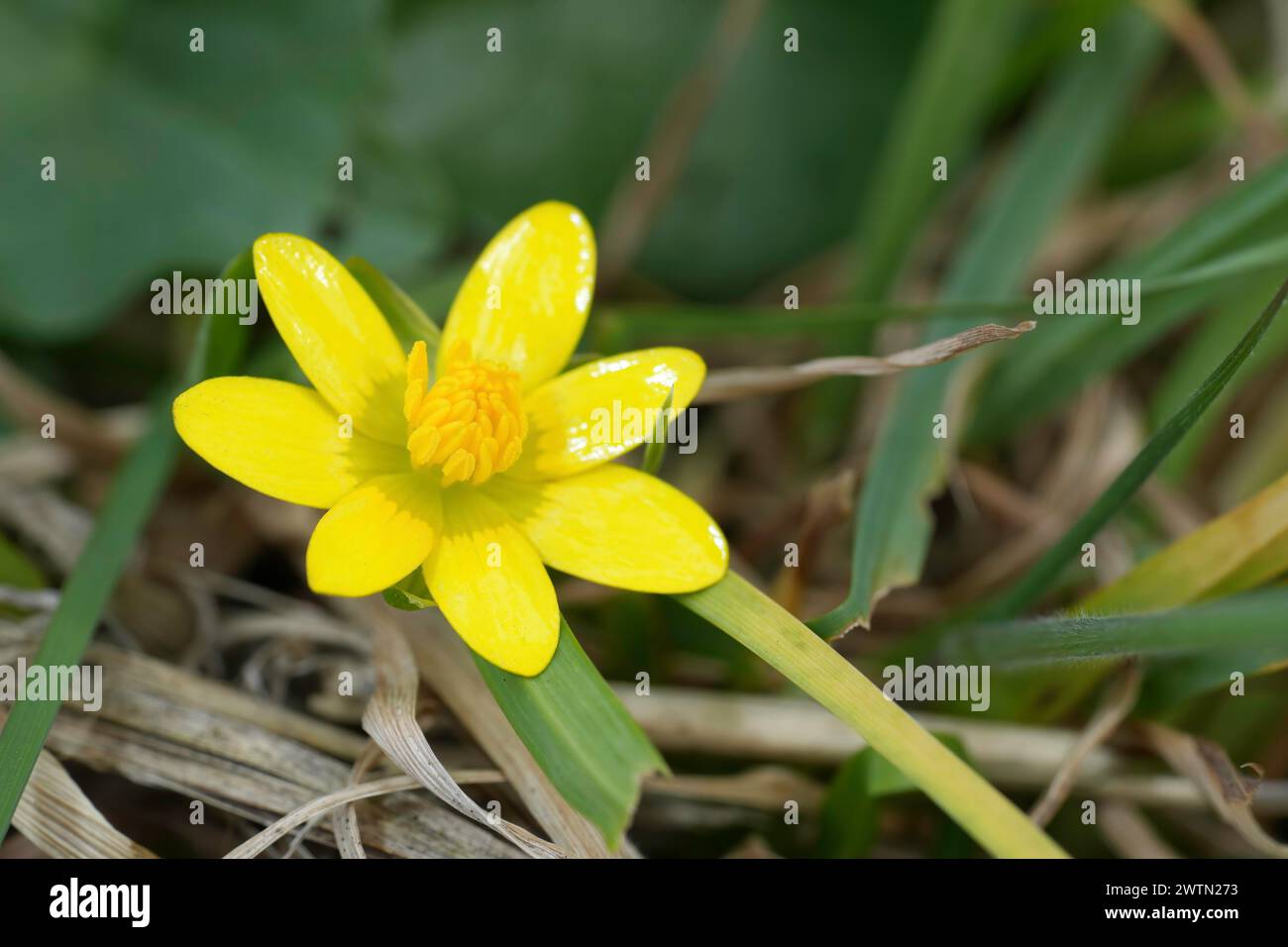 Natural closeup on the bright yellow flower of the lesser celandine or ...