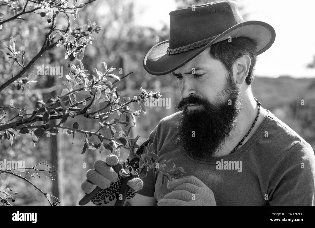 Farmer examining grafting branch in orchard. Gardener work in yard with ...