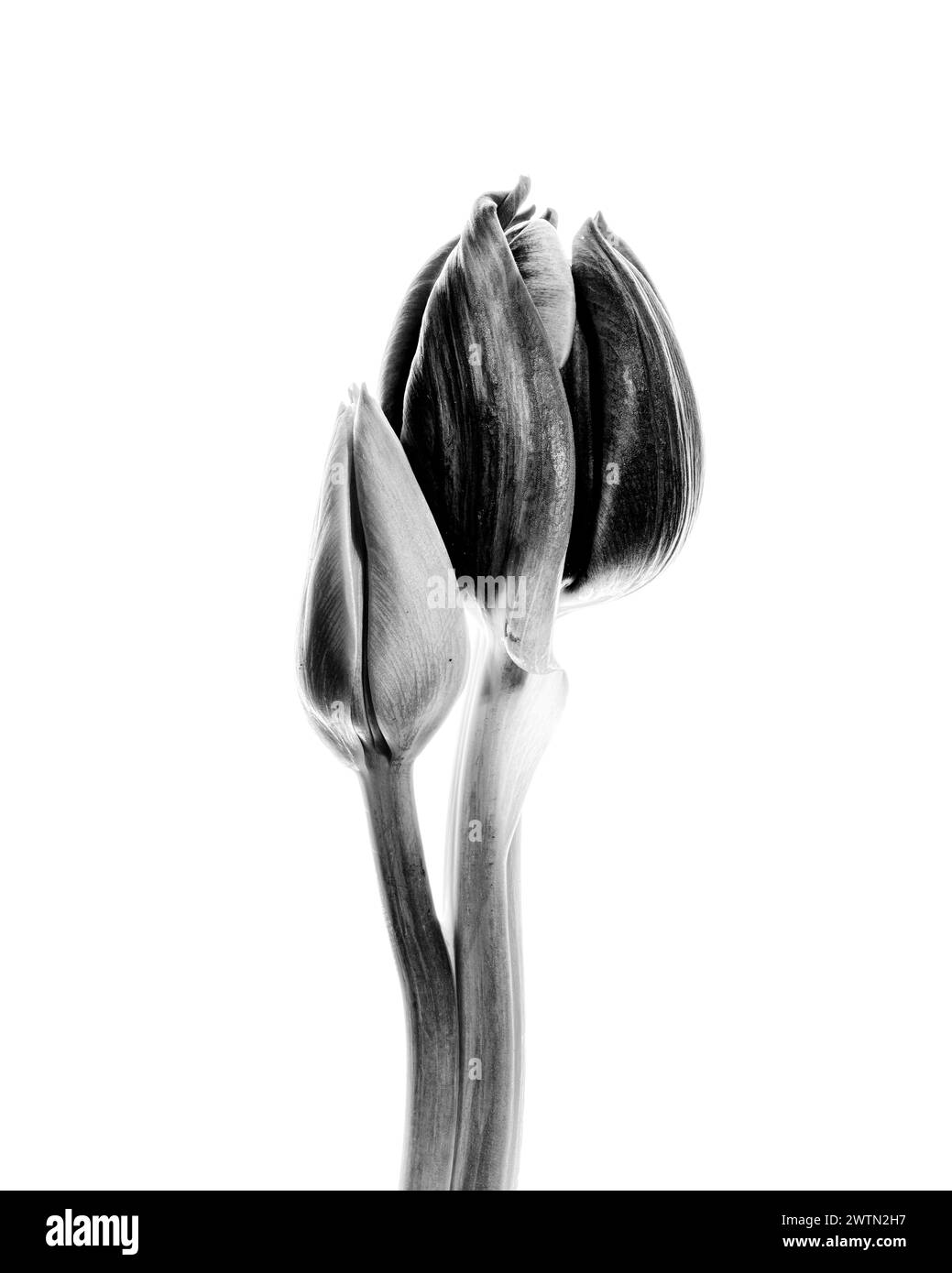 A captivating studio shot of a tulip, beautifully isolated against a ...