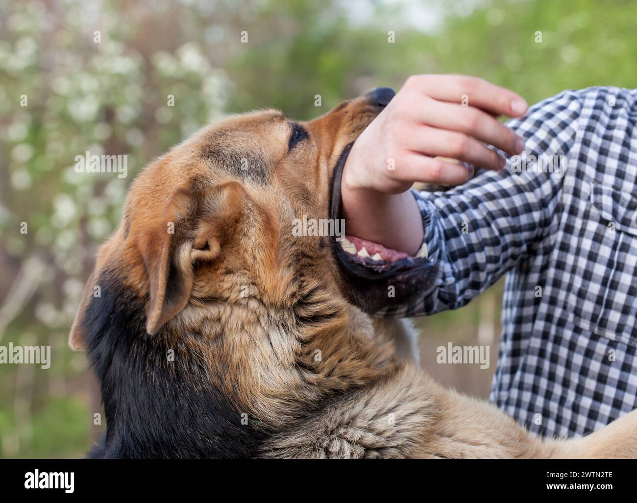 Man bites dog hi-res stock photography and images - Alamy