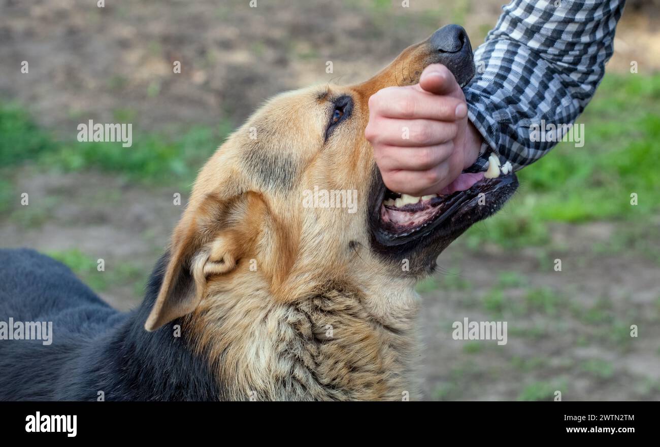 Angry dog biting hi-res stock photography and images - Alamy