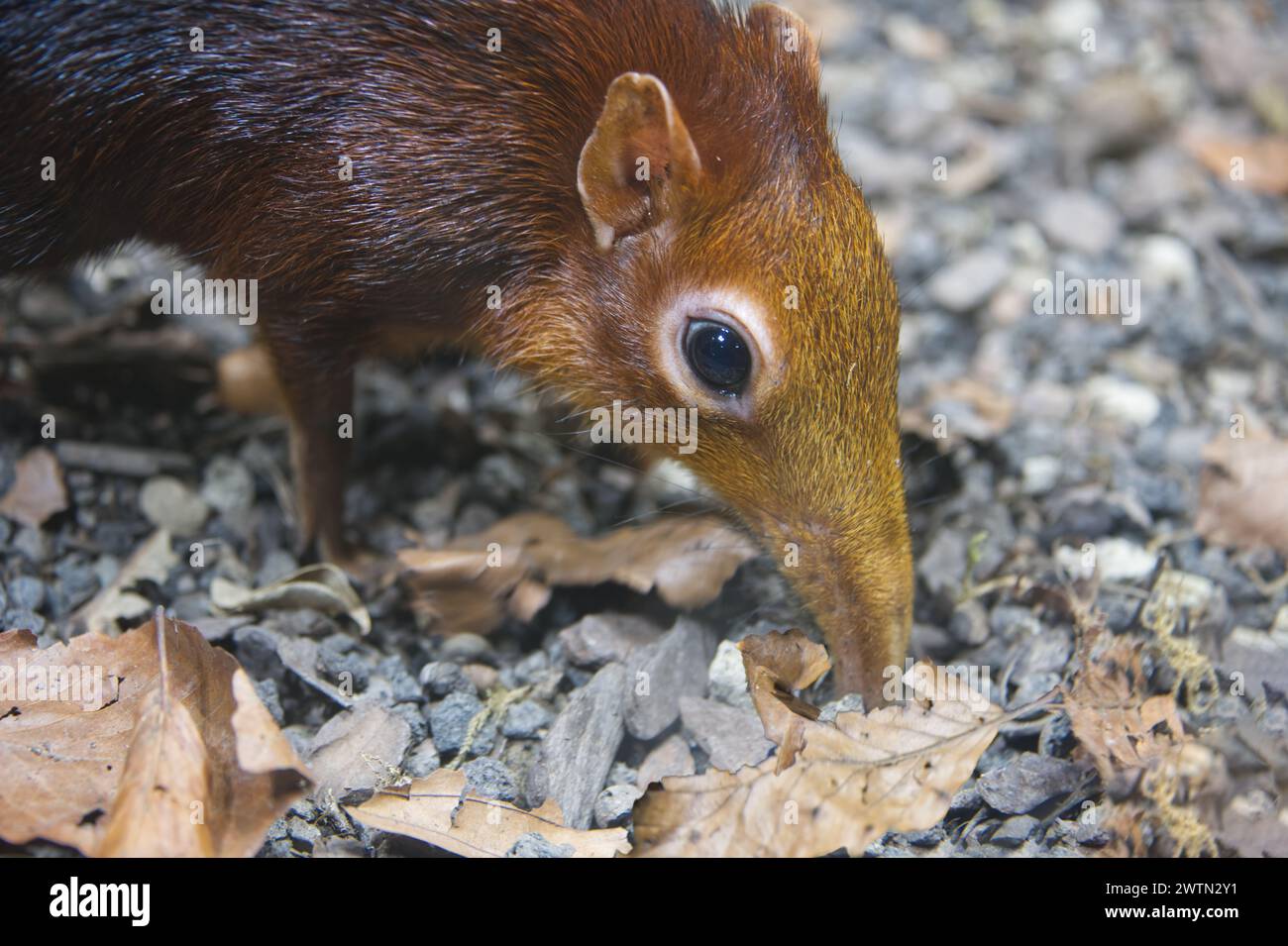 Black rufous sengi hi-res stock photography and images - Alamy