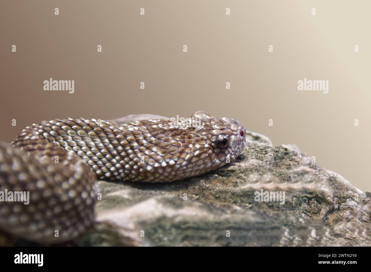 Side view and close up of a brown rattlesnake with horny rings on the ...