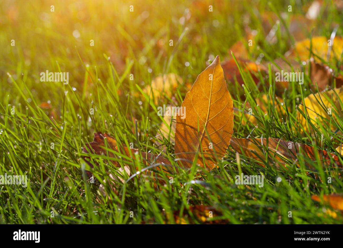 Yellow fallen leaves lie on the ground in the fall in nature Stock Photo - Alamy