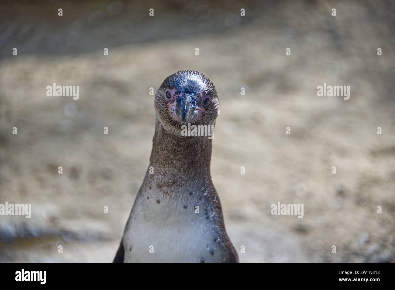 Pingoun hi-res stock photography and images - Alamy