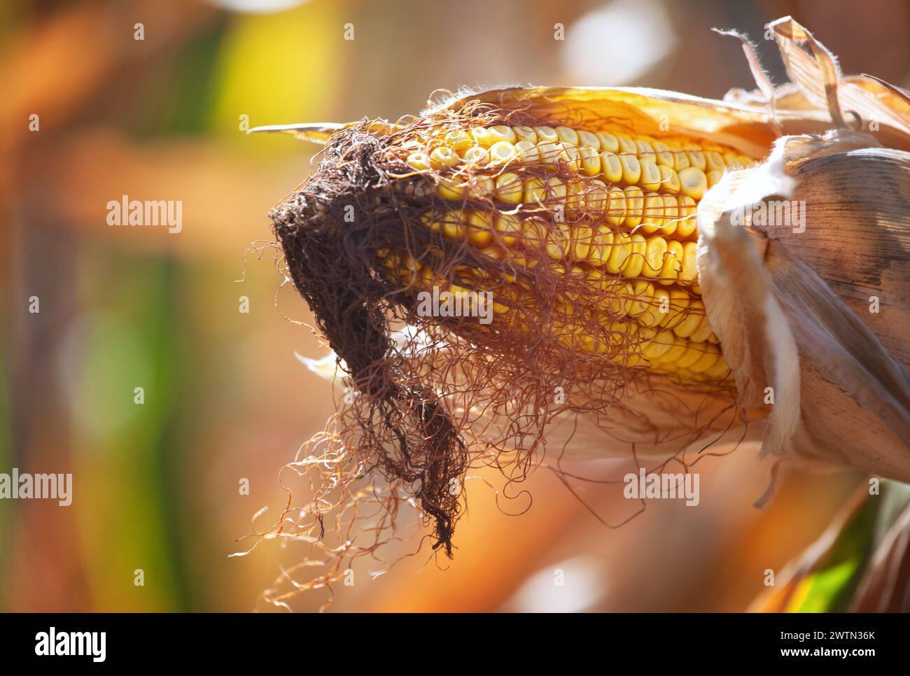 Ripe yellow cob of sweet corn on a large field. Autumn collection corn ...