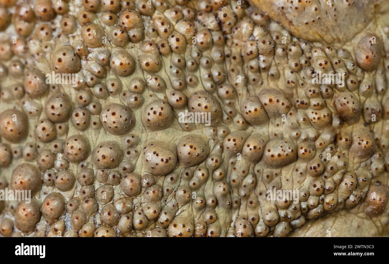 Toad texture hi-res stock photography and images - Alamy
