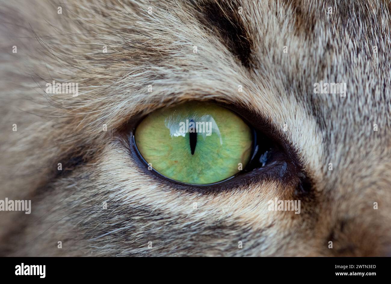 Cats close gaze hi-res stock photography and images - Alamy