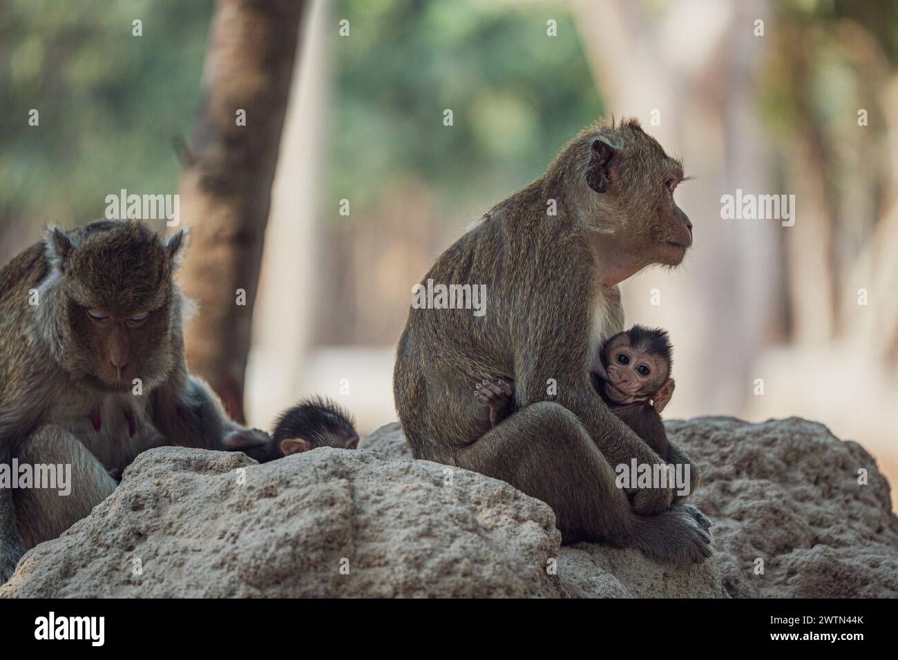 A cute family of monkeys sitting by trees in close proximity Stock ...