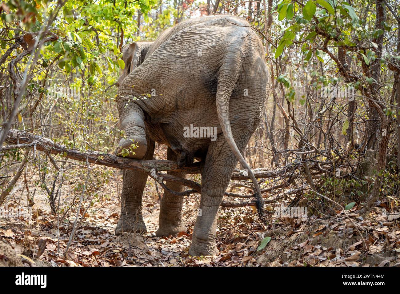 An elephant strolling through the forest stepping over a tree branch ...