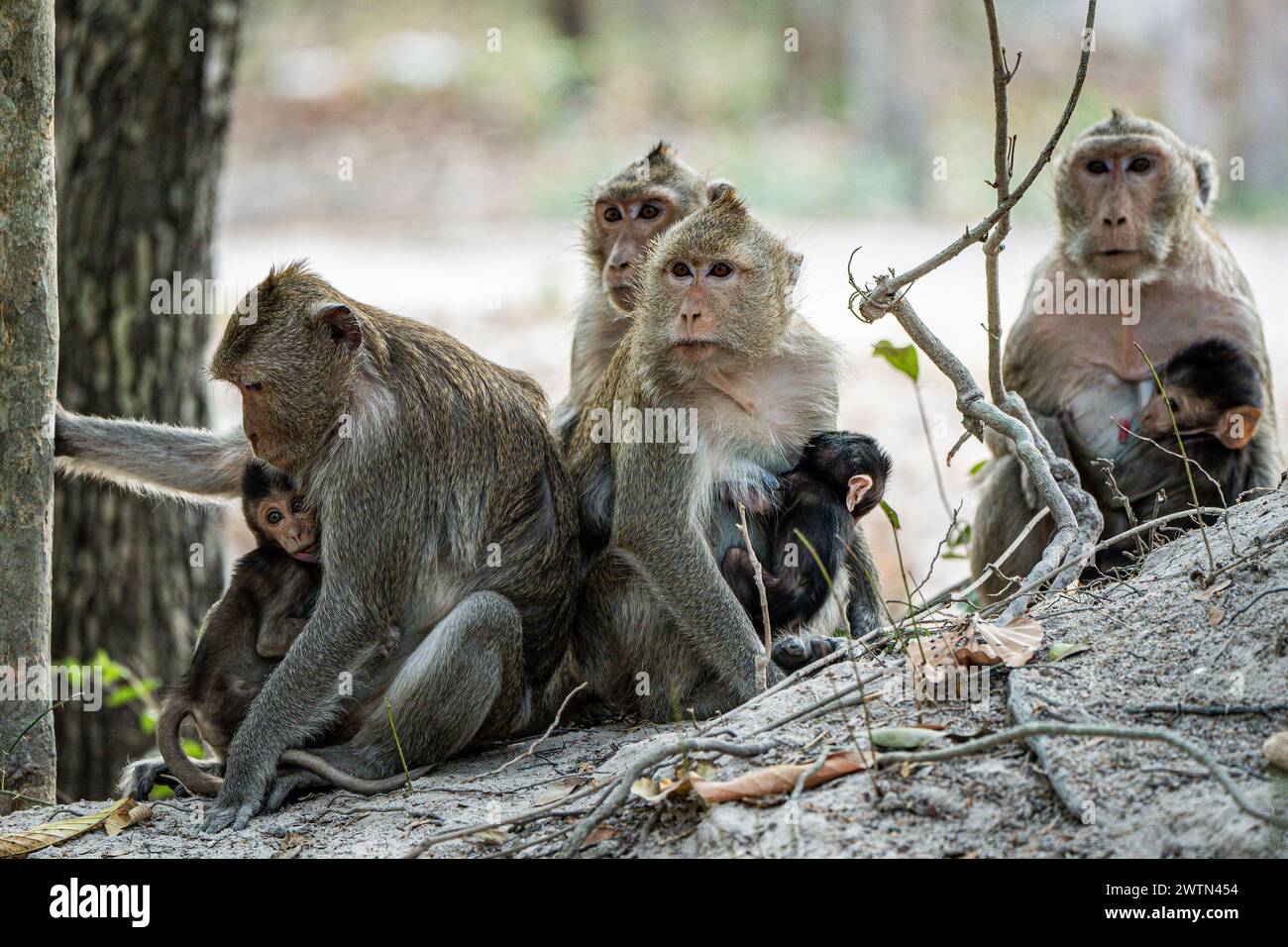 A cute family of monkeys sitting by trees in close proximity Stock ...