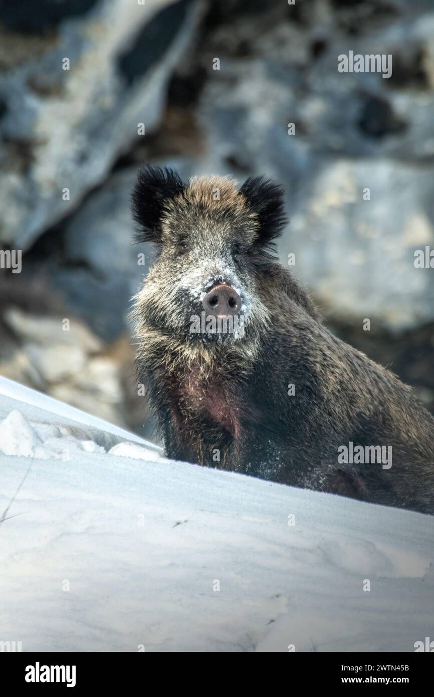 Boar alps hi-res stock photography and images - Alamy
