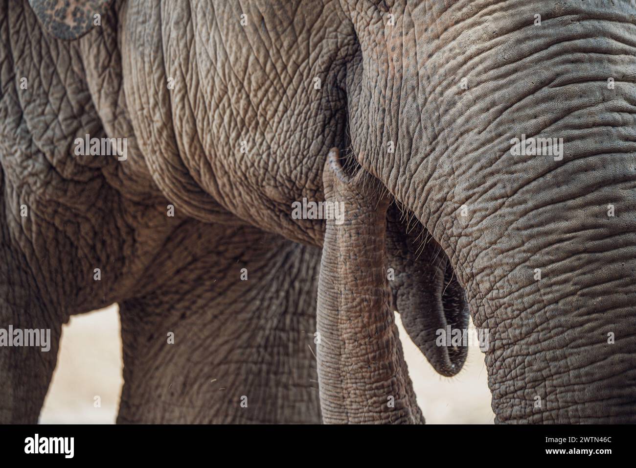 A close-up shot of elephant skin texture Stock Photo - Alamy