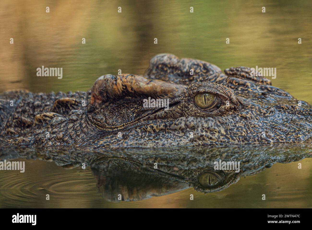Alligator head submerged water hi-res stock photography and images - Alamy