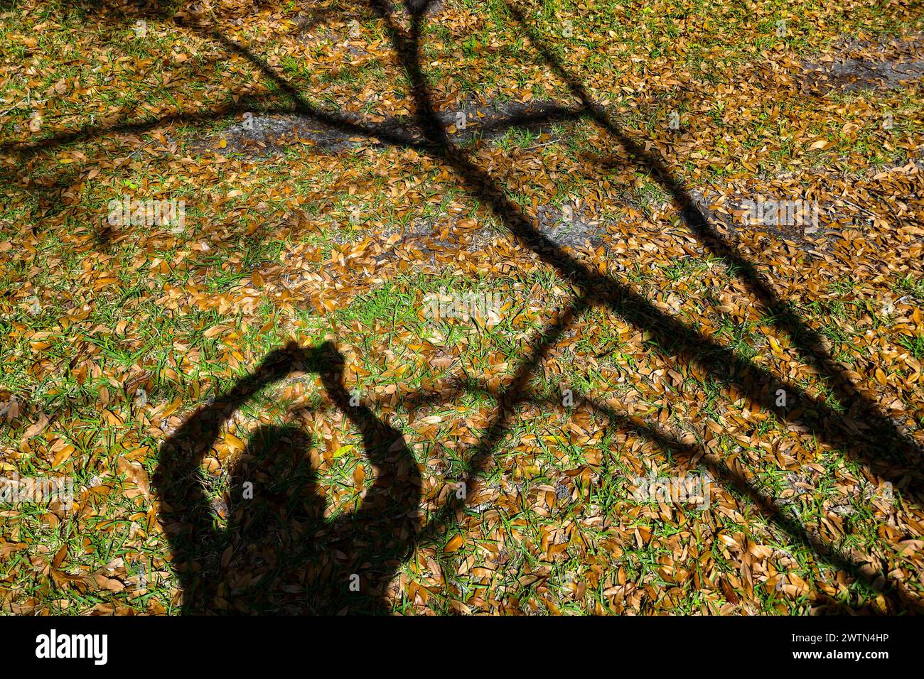 Silhouette of photographer taking a photo of a tree shadow in a yard in ...