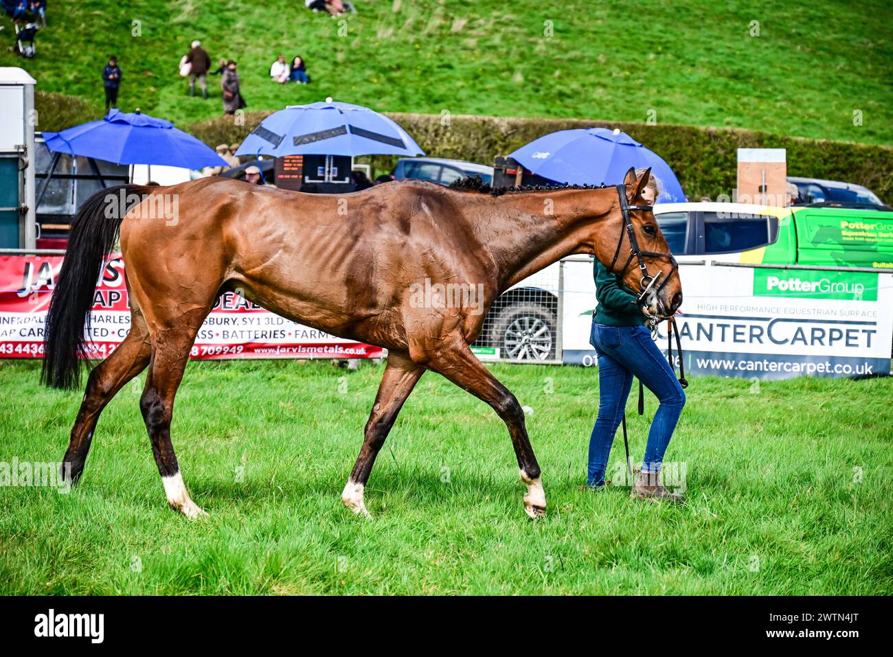 The beautiful sight of horse racing hi-res stock photography and images ...