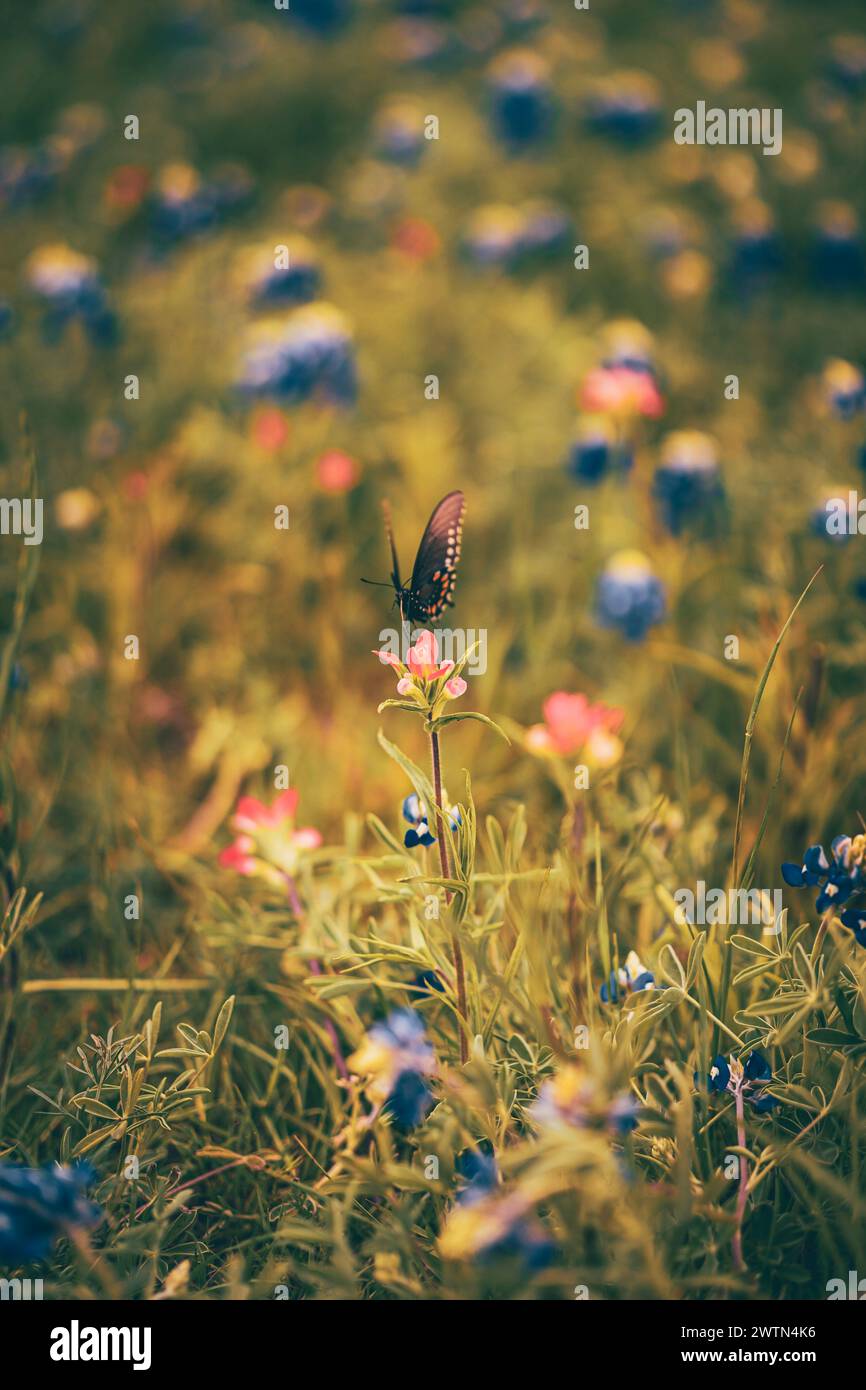 A vertical shot of a lone butterfly hovering over a pink flower in a ...