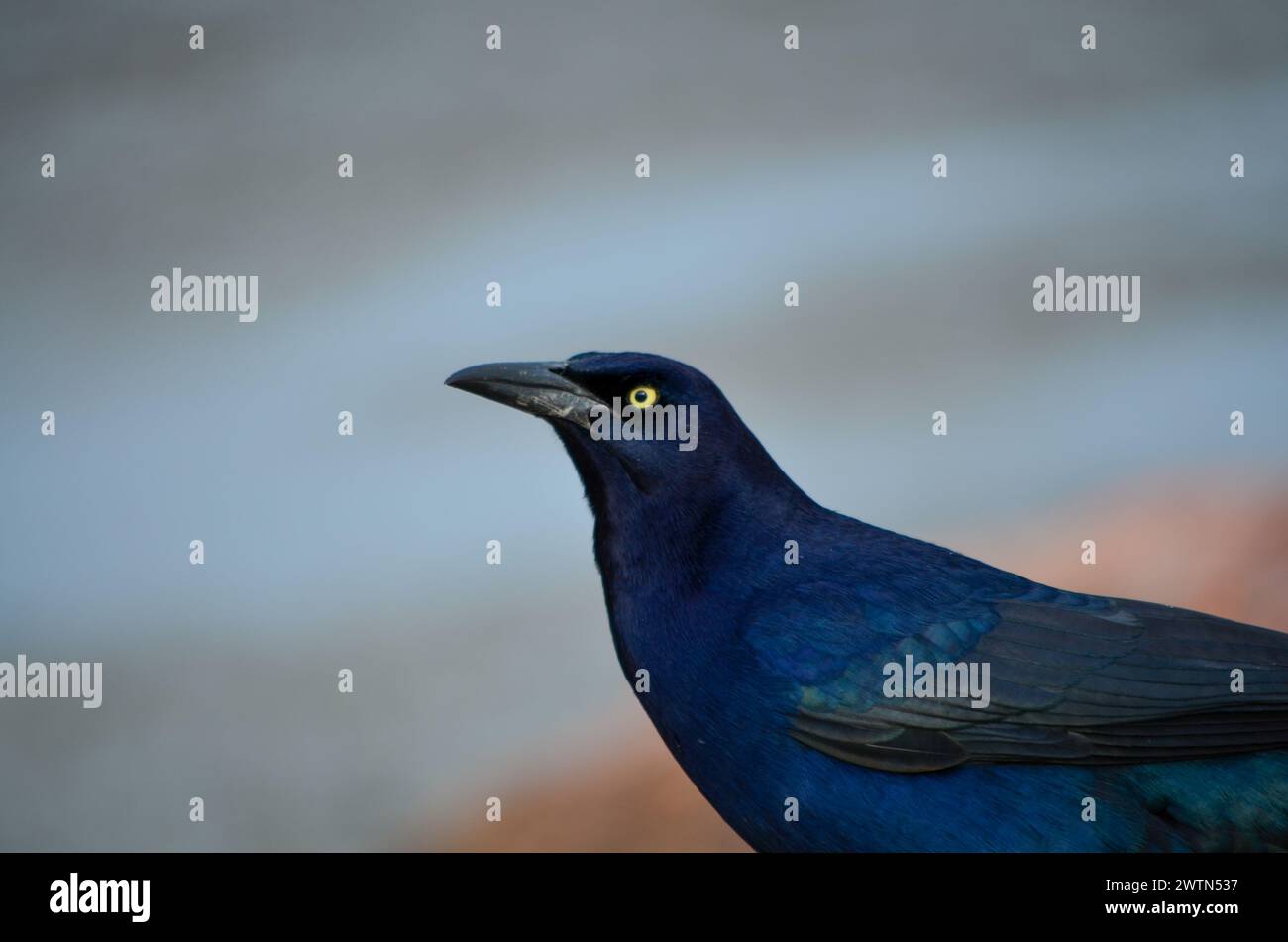 A blue bird glancing back at blurred background Stock Photo - Alamy