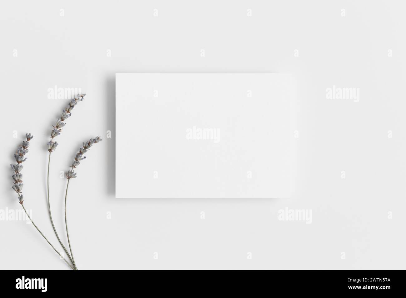 Invitation white card mockup with a lavender. 5x7 ratio, similar to A6 ...