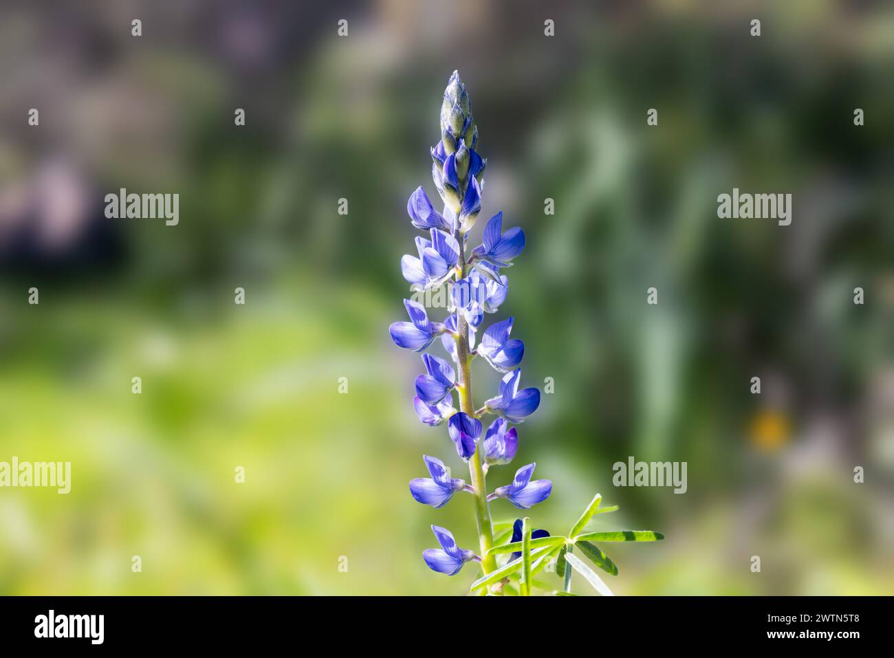 Close up of a blue wild Lupinus angustifolius known by many common ...