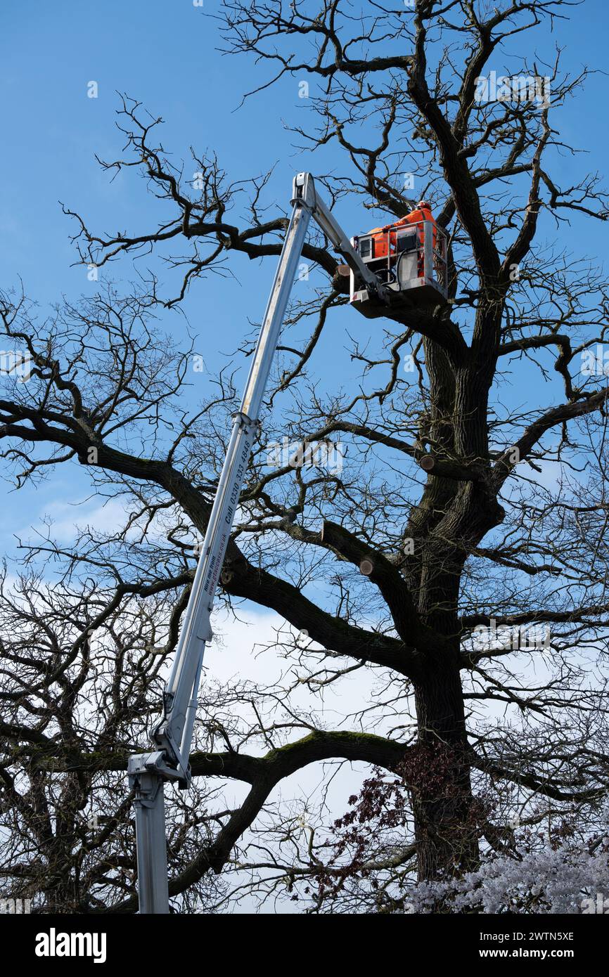 Tree surgeons on a Multitel MZ250 Articulated Aerial Platform pruning a ...