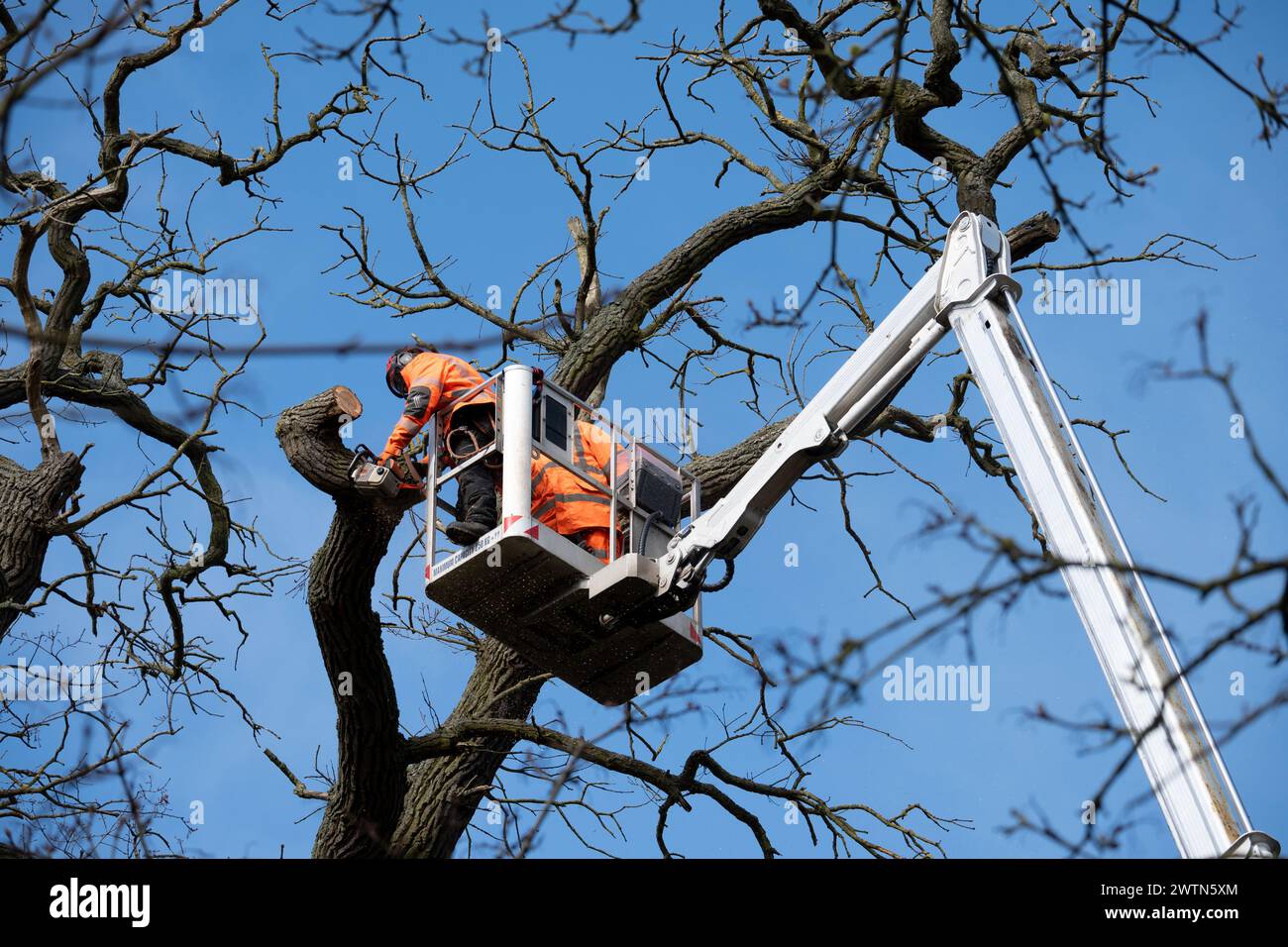 Tree surgeons on a Multitel MZ250 Articulated Aerial Platform pruning a ...