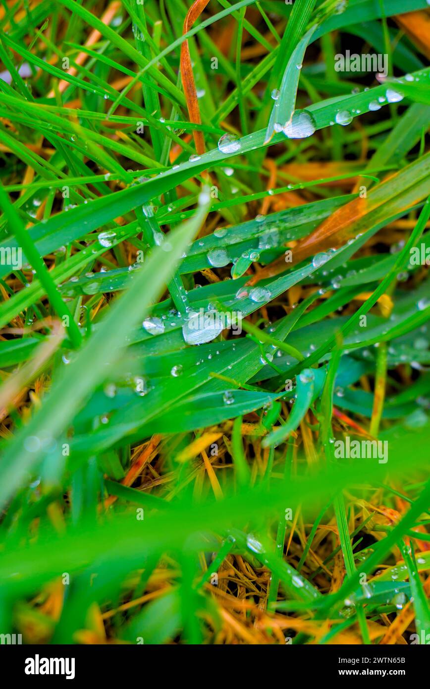 raindrops on the grass after the rain wig green and brown grass blades Stock Photo - Alamy