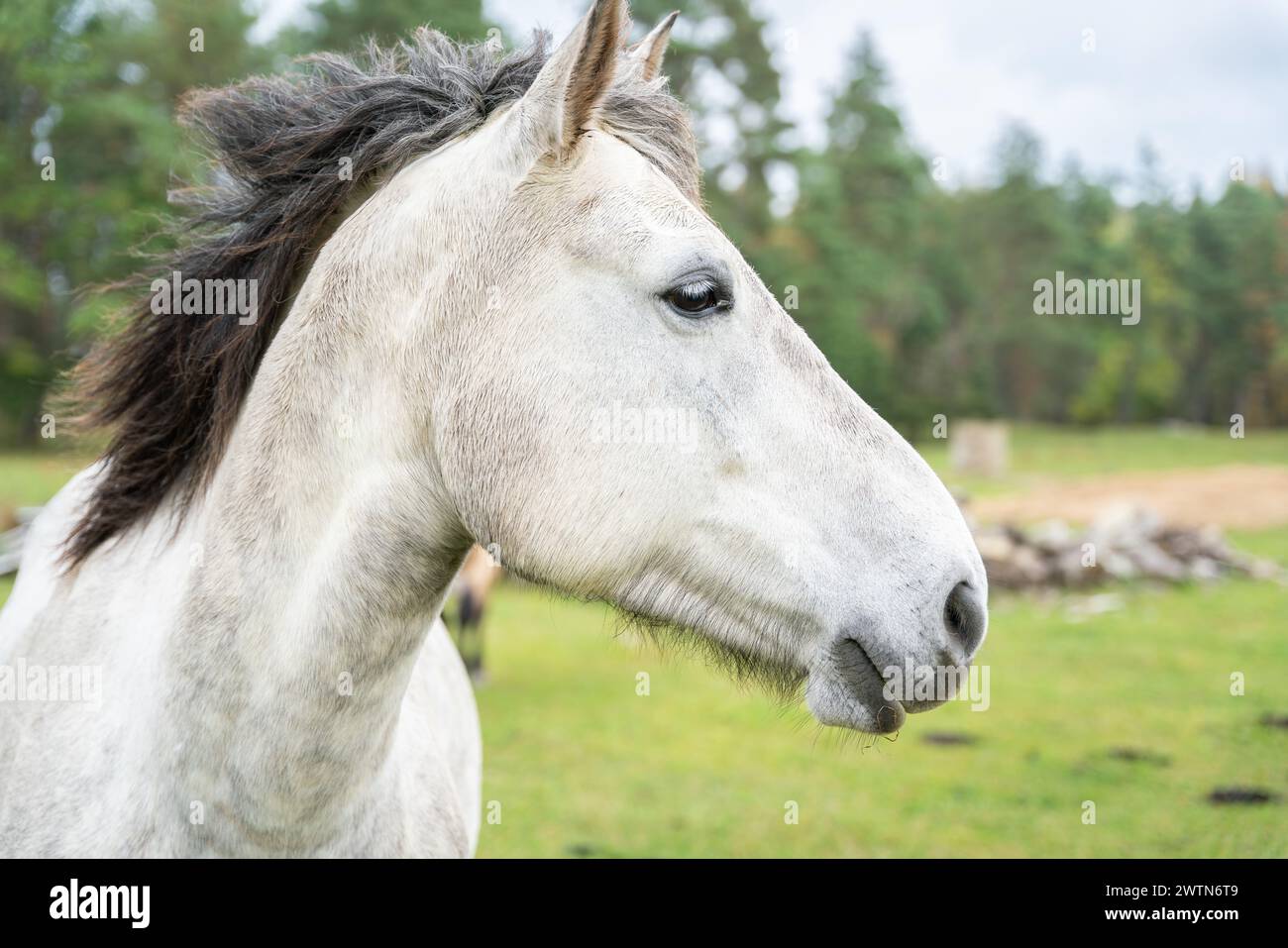 Dapple grey horse hi-res stock photography and images - Alamy