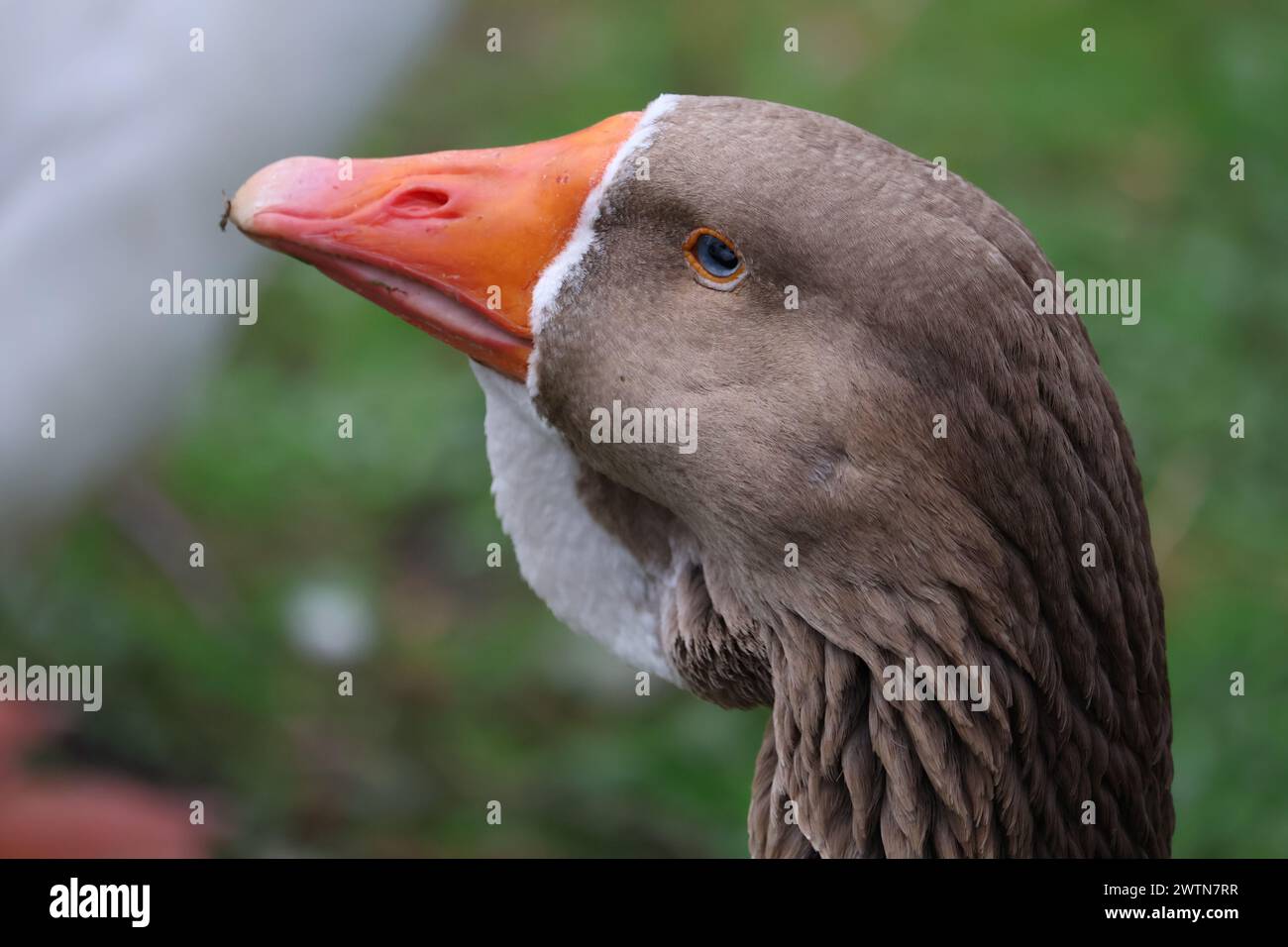 Headshot of gander Stock Photo - Alamy