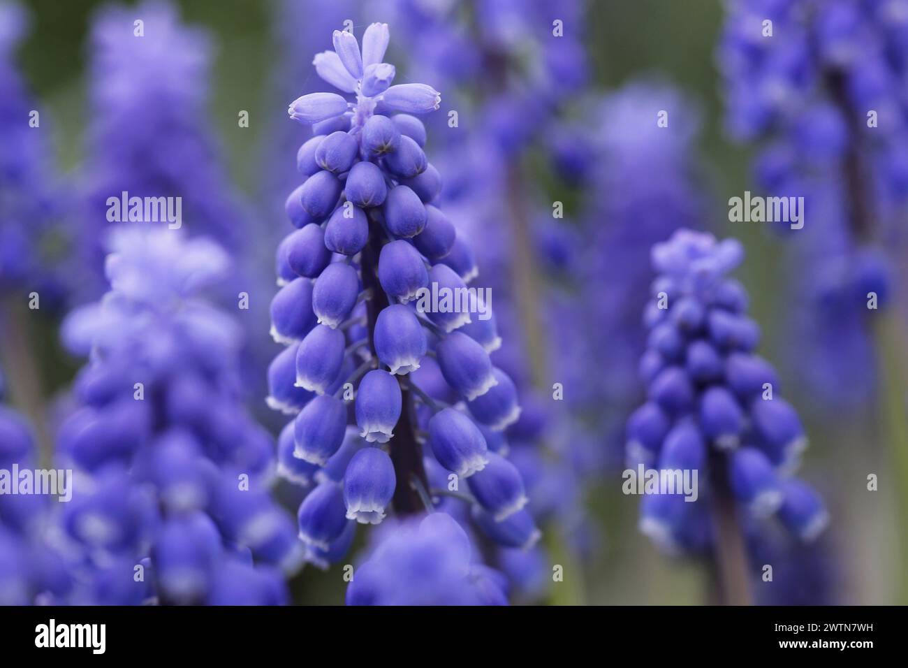 17.03.2024, Bonn, Deutschland - Foto: Blaue Traubenhyazinthe Muscari ...