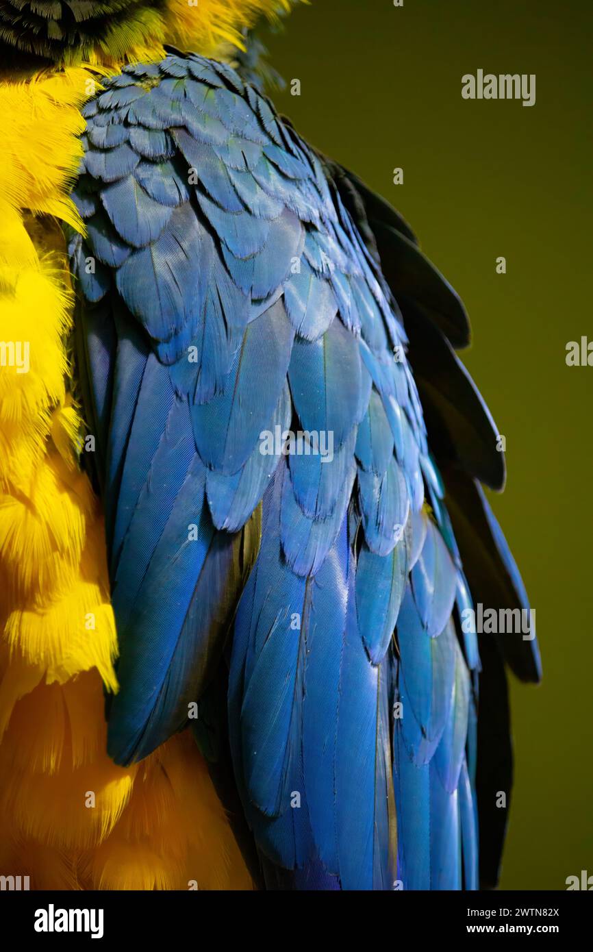 Exotic colorful African macaw parrot, beautiful close up on bird face ...