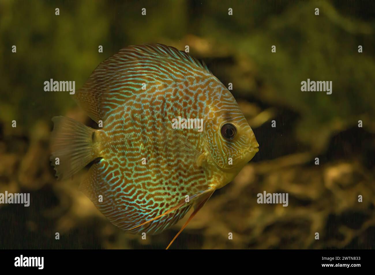 Discus fish swimming in freshwater. Discus fishes are native to the ...