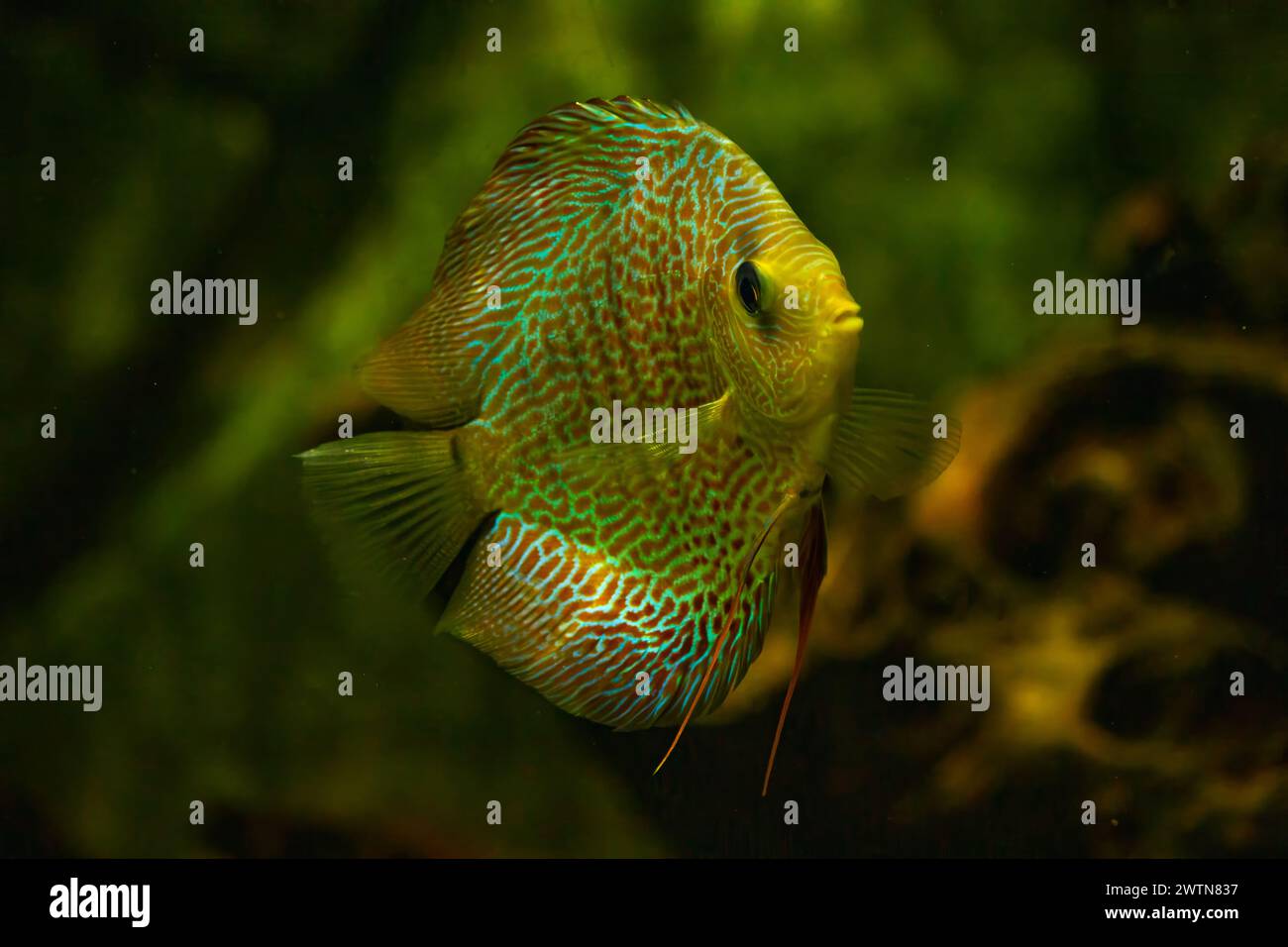 discus fish swimming in freshwater. Discus fishes are native to the ...