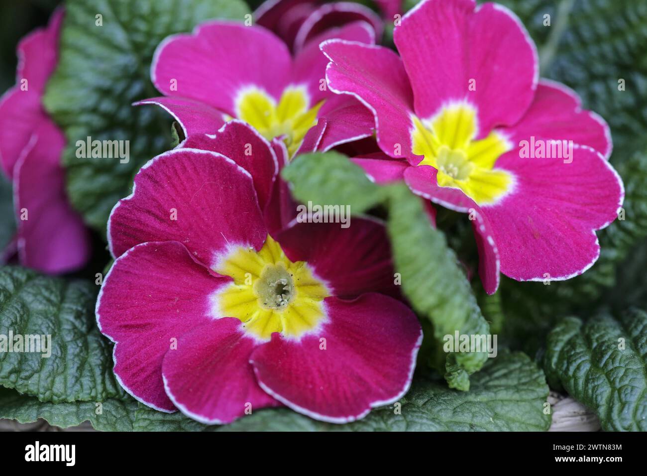 Arten sind hi-res stock photography and images - Alamy