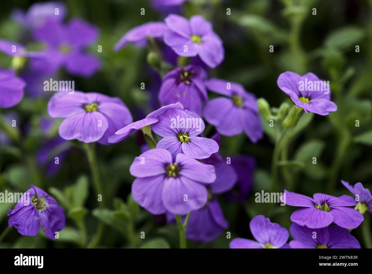 17.03.2024, Bonn, Deutschland - Foto: Die Blaukissen Aubrieta, auch ...