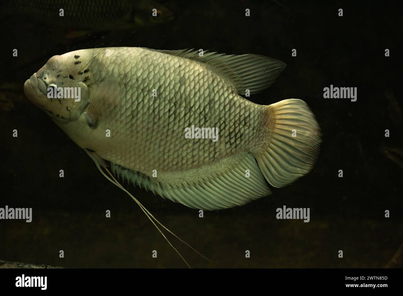 Giant gourami fish swimming underwater aquarium in the fish tank Stock ...