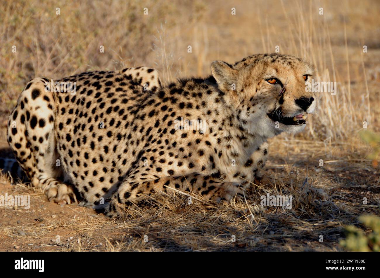 Ein Gepard in der namibischen Kalahari. In Namibia lebt ein Drittel der ...