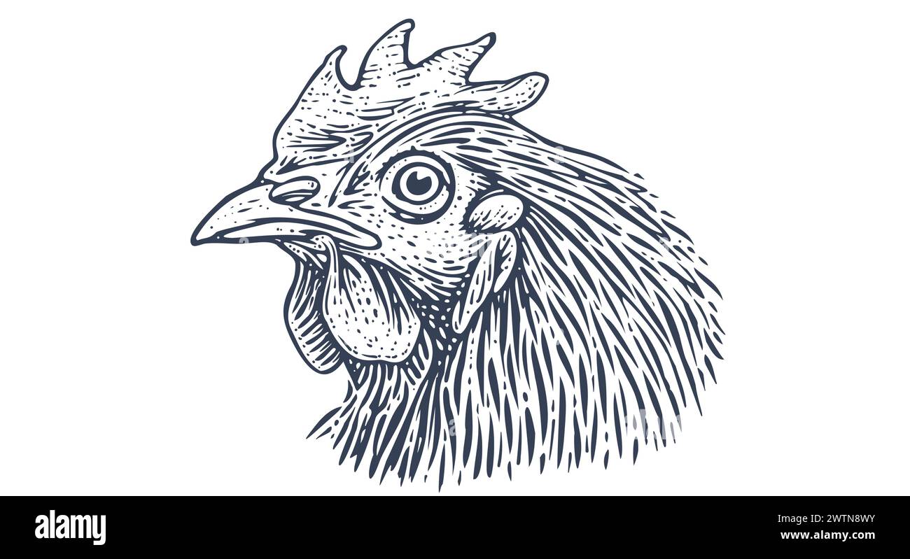 Chicken, hen head. Vintage retro print, chicken sketch ink pencil style ...