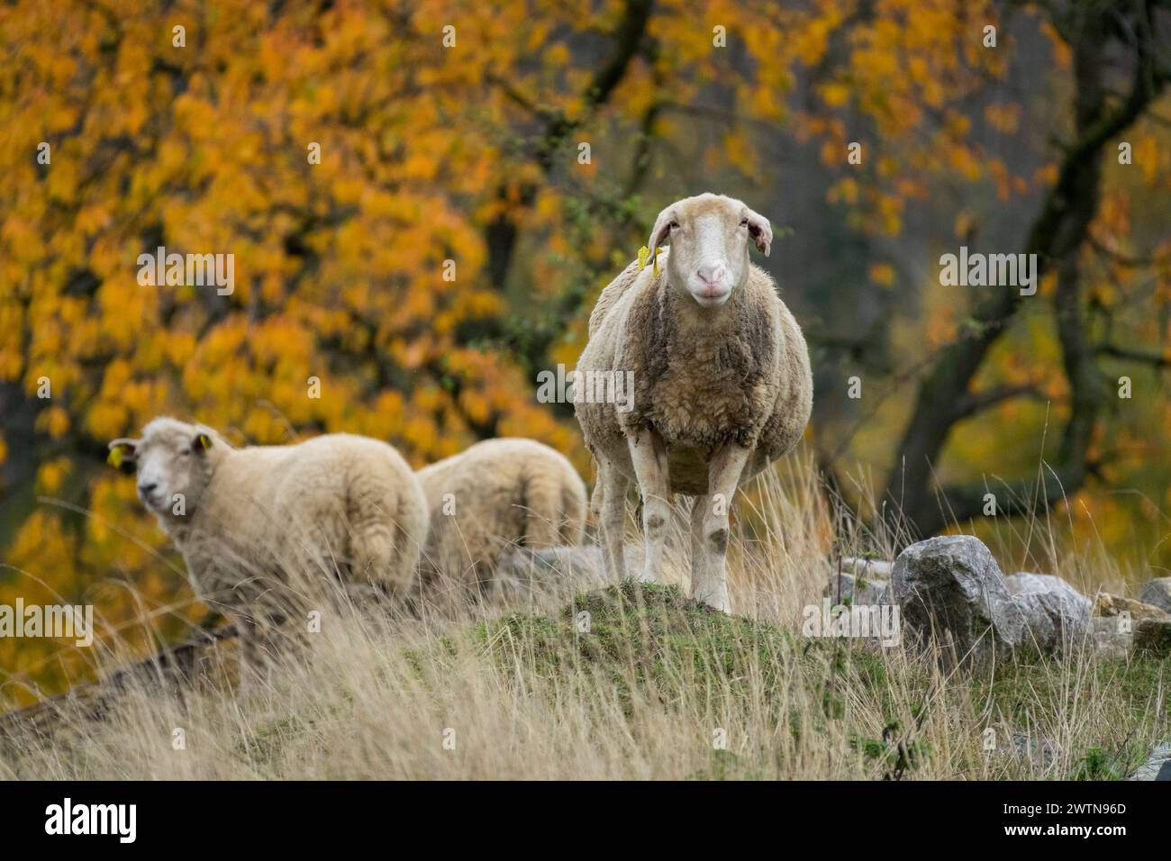 Pasture scene hi-res stock photography and images - Alamy