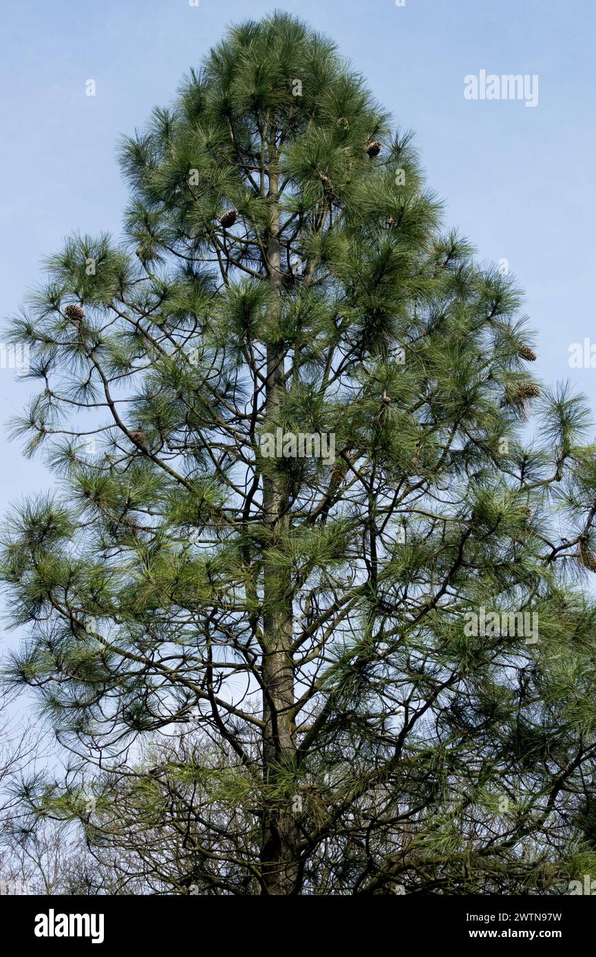Pinus jeffreyi tree black pine whole tree jeffrey pine hi-res stock ...