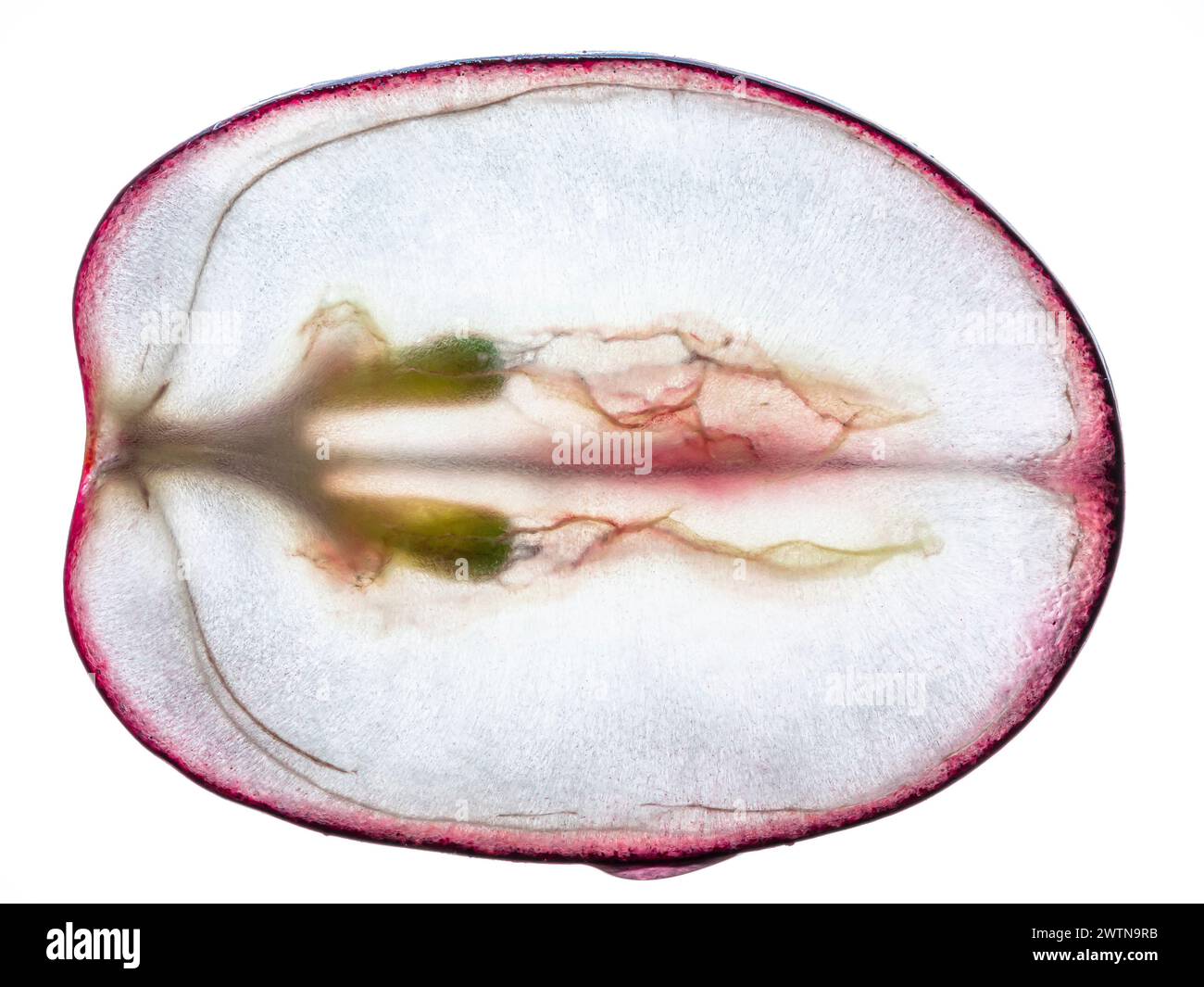 Close up of a slice blue grape, macro. Isolated on white background ...