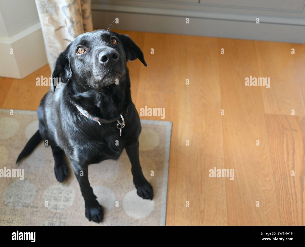 Cute black lab dog with clever eyes is looking up Stock Photo - Alamy