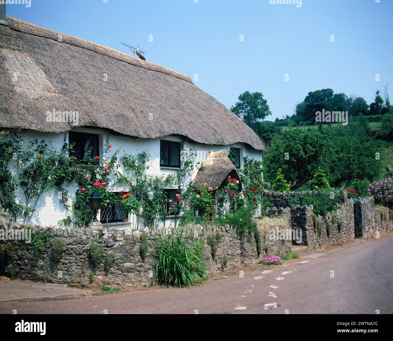 United Kingdom. England. Devon. Coffinswell village. Rose Cottage Stock ...