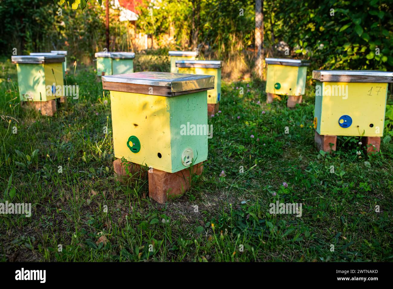 featuring nucleus hives for raising young bee colonies, sunny summer ...