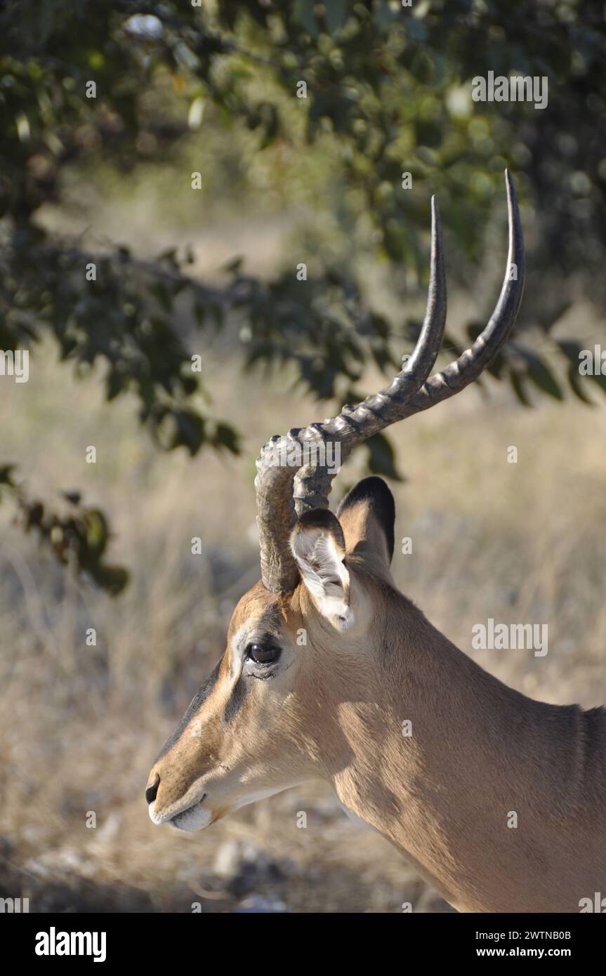 Ein Schwarznasen-Impala im Etosha Nationalpark. A black nose impala at ...
