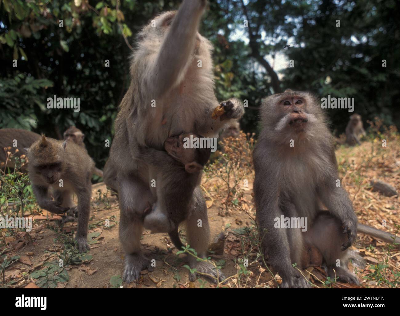 Indonesia: A herd of Pavian Monkeys on Bali Island Stock Photo - Alamy