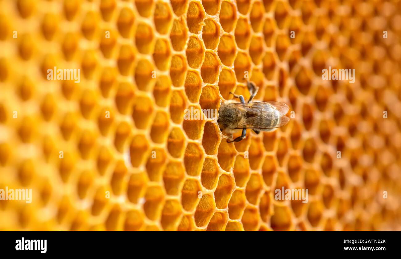 bee expertly navigates the honeycomb, collecting nectar from vibrant ...