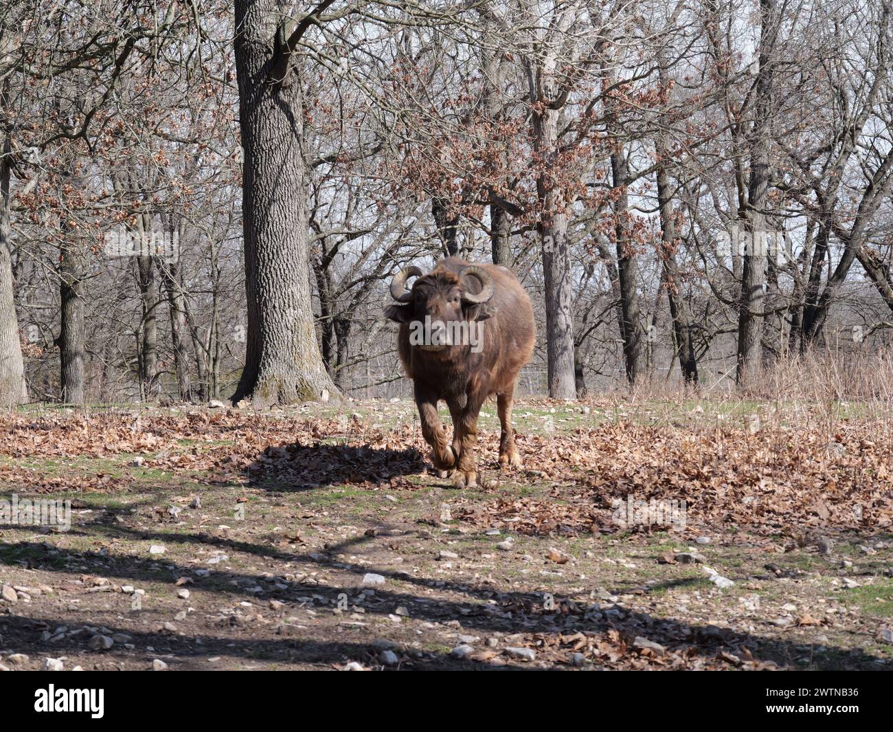 Drive thru animal park hi-res stock photography and images - Alamy