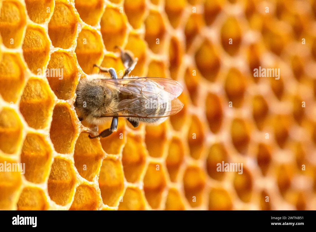 Surrounded by the scent of fresh honey, a bee methodically combs ...