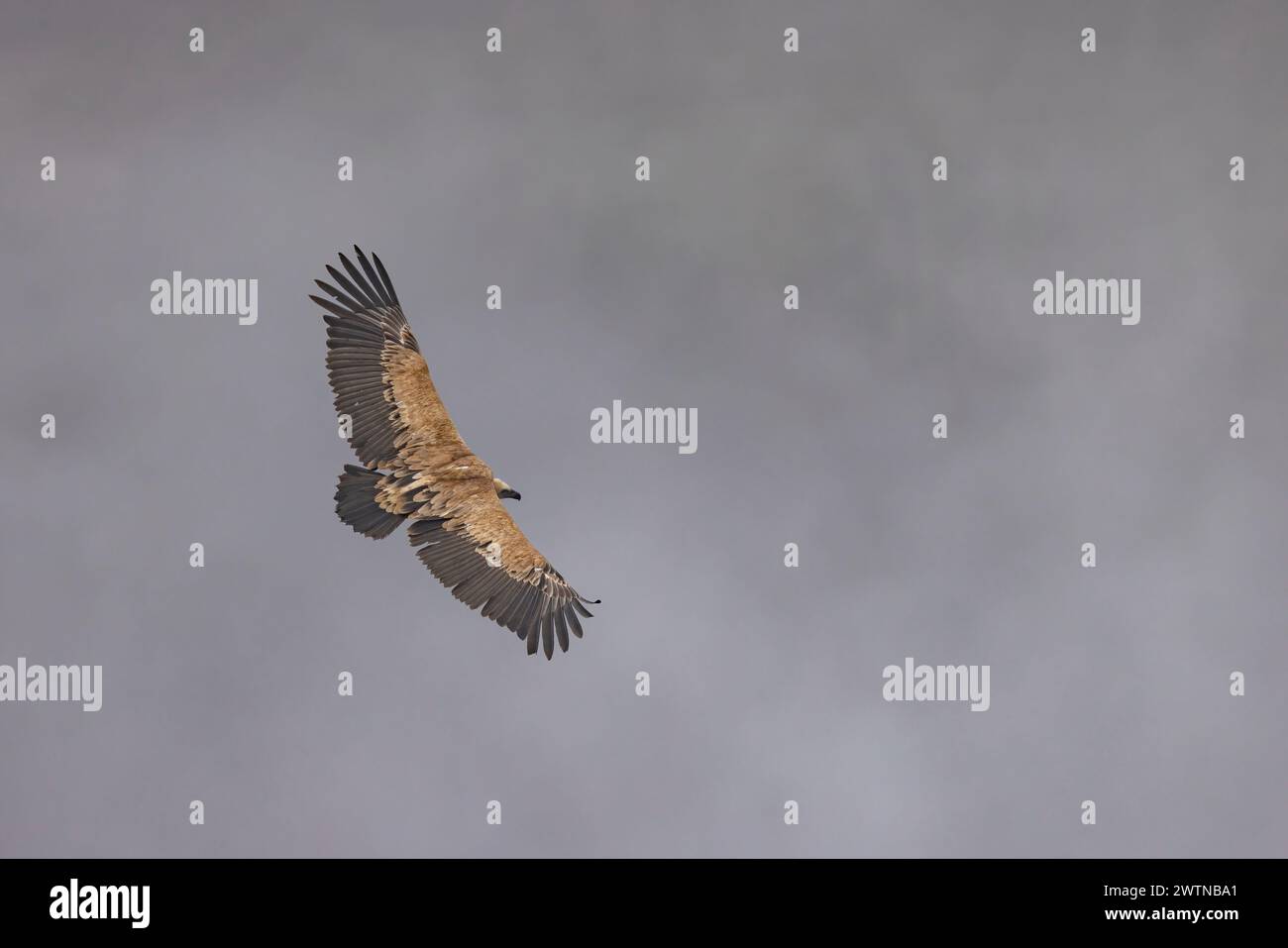 Silente velino hi-res stock photography and images - Alamy